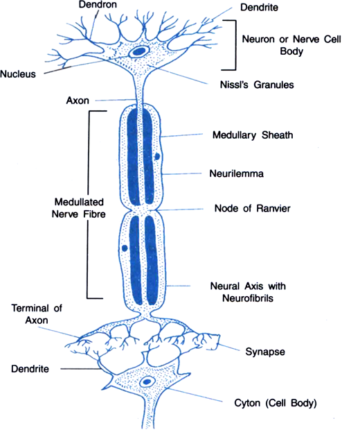 Download These Chemicals Cross The Gap Or Synapse And Reach - Happens ...
