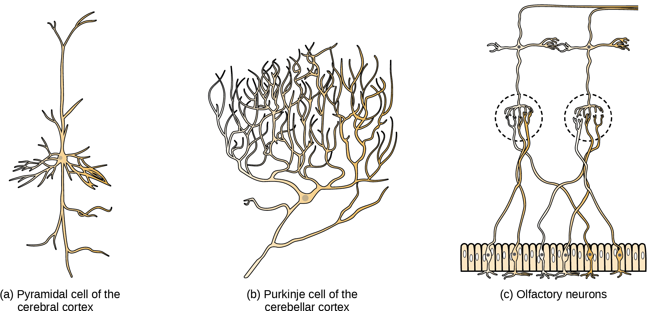 Download Part A Shows A Pyramidal Cell With Two Long, Branched - Neuron ...