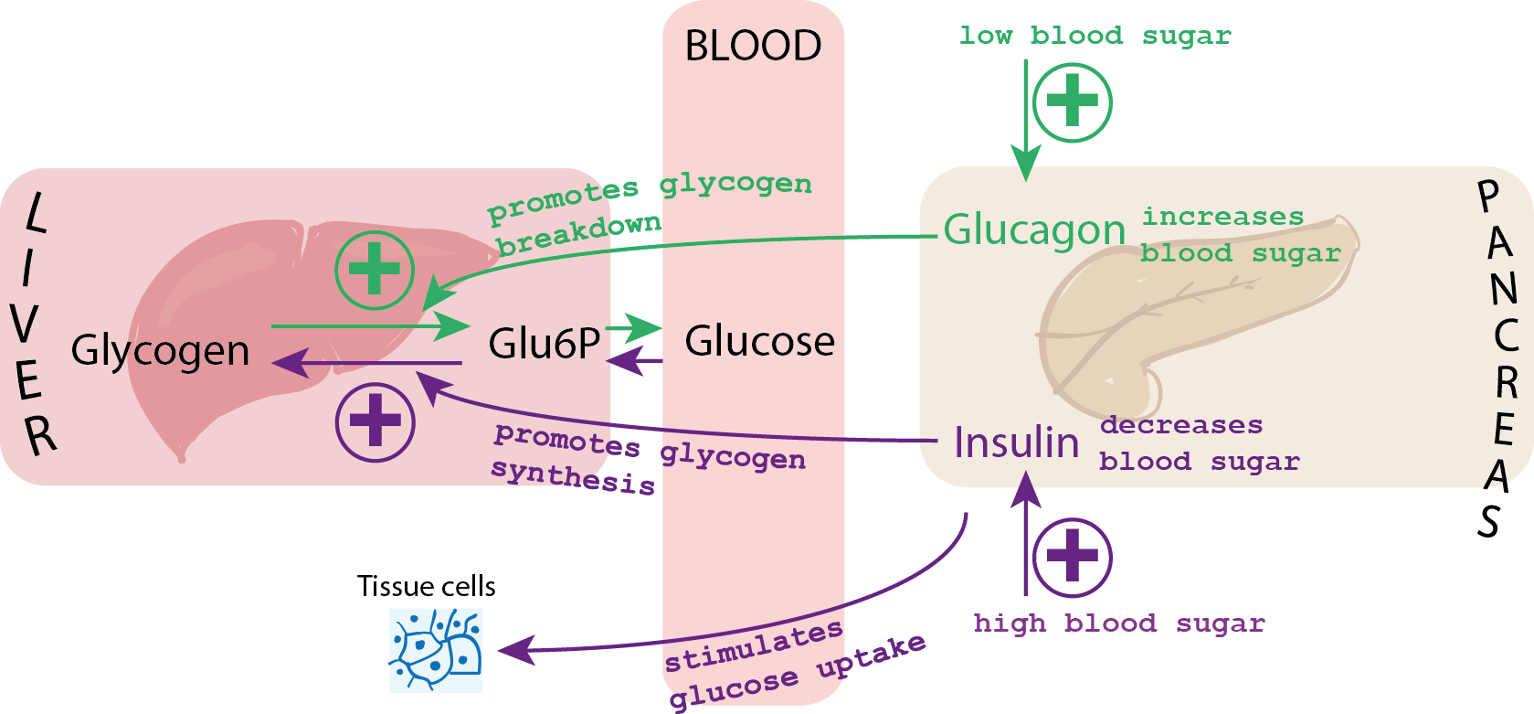 Download Blood Glucose Control - Glycaemic Regulation - Full Size PNG ...