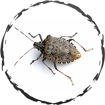 Download Stink Bugs - Brown Marmorated Stink Bug - Full Size PNG Image ...