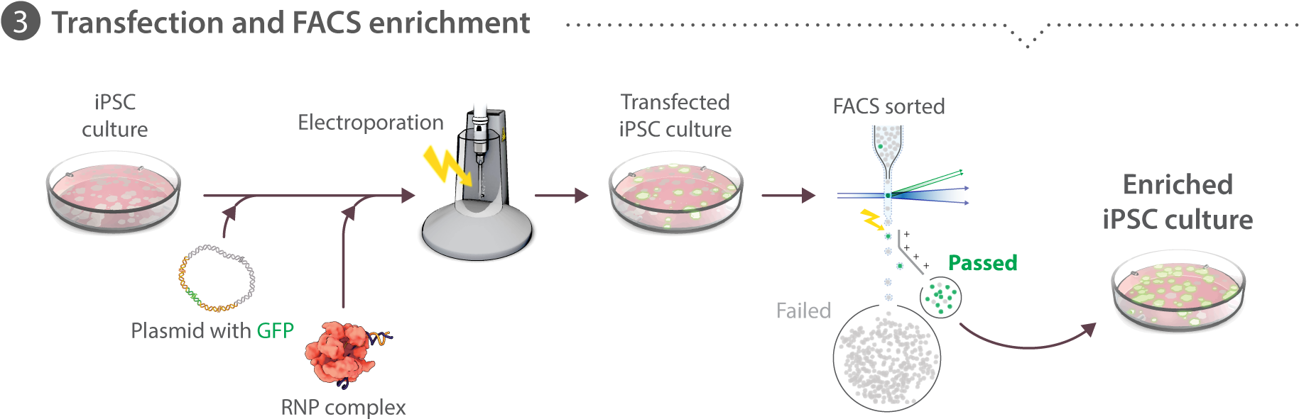 Download Cells Are Dissociated Into Single-cell Suspension - Neon ...