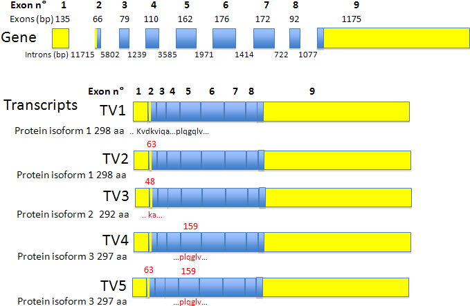 Download Sdcbp Gene Organization, Mrna And Encoded Proteins ...