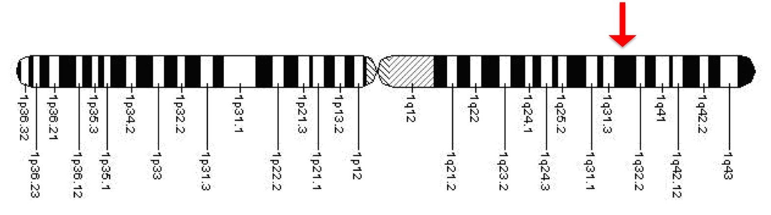 Download Gene Location - Chromosome - Full Size PNG Image - PNGkit
