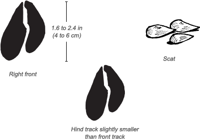 Download Impala Tracks - Dik Dik Hoof - Full Size PNG Image - PNGkit