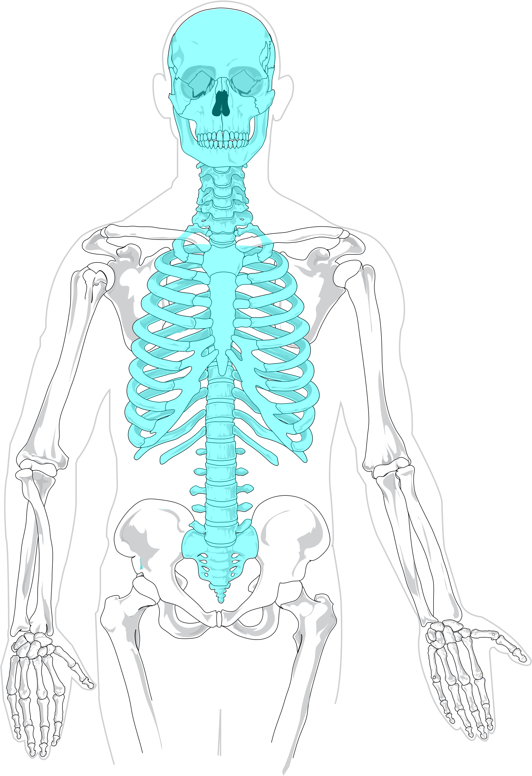 Download Axial Skeleton Diagram Blank - Axial Skeleton Diagram - Full ...