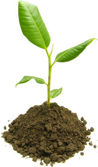 Download The New Scouter Award Is - Jeune Pousse D Arbre - Full Size ...