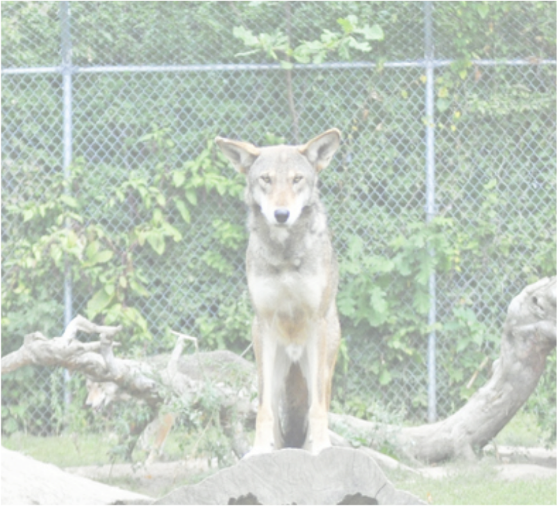 Download Picture - ) - Red Wolf - Full Size PNG Image - PNGkit