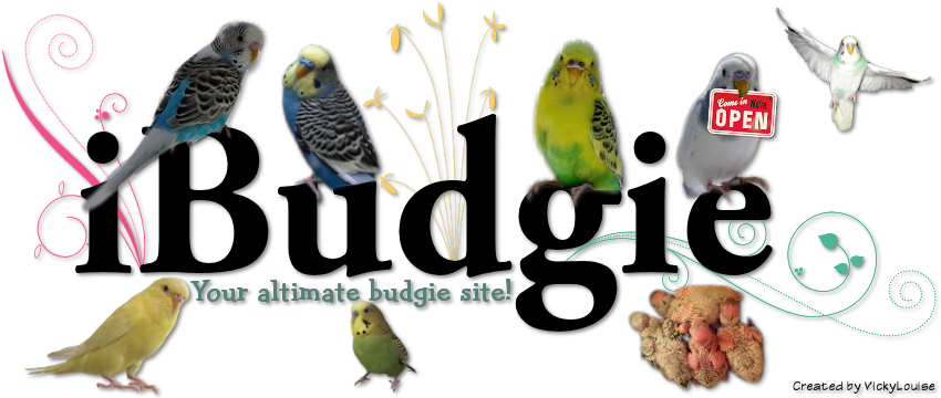 Download Budgie Word - Full Size PNG Image - PNGkit