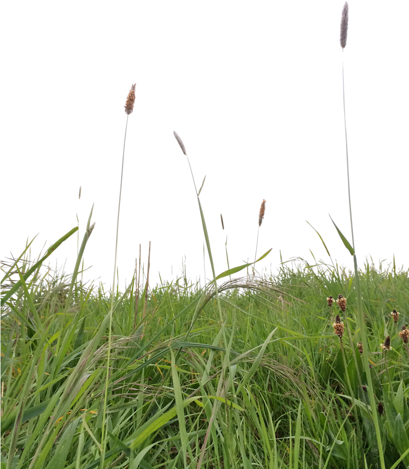 Download Grass2 By Mindsqueeze - Sweet Grass - Full Size PNG Image - PNGkit