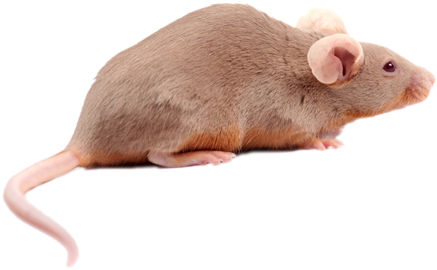 Download Rat - Full Size PNG Image - PNGkit
