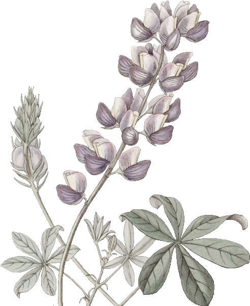Download Edwards Lupinus Colorel Png - Illustration - Full Size PNG ...