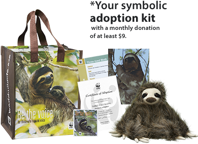 Download Sloth Adoption Kit Symbolically Adopt A Sloth - Sloth - Full ...