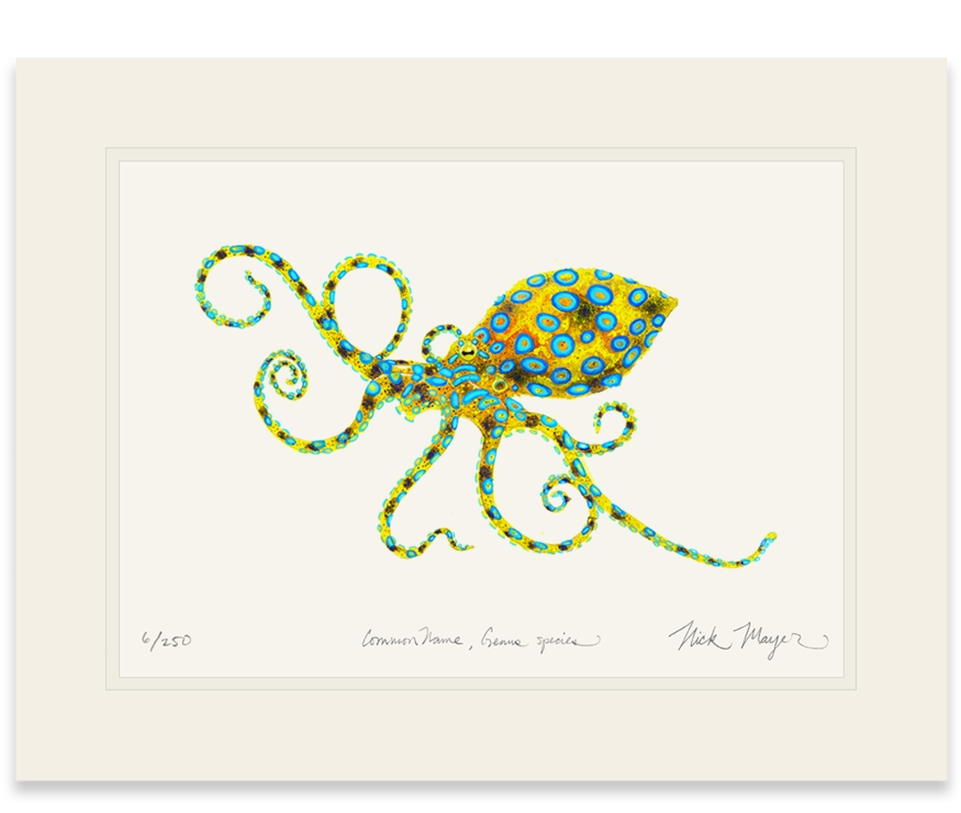 Download Blue Ringed Octopus - Blue-ringed Octopus - Full Size PNG ...
