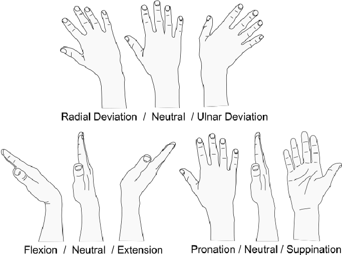 Download Three Degrees Of Freedom Of The Healthy Human Wrist - Degrees ...