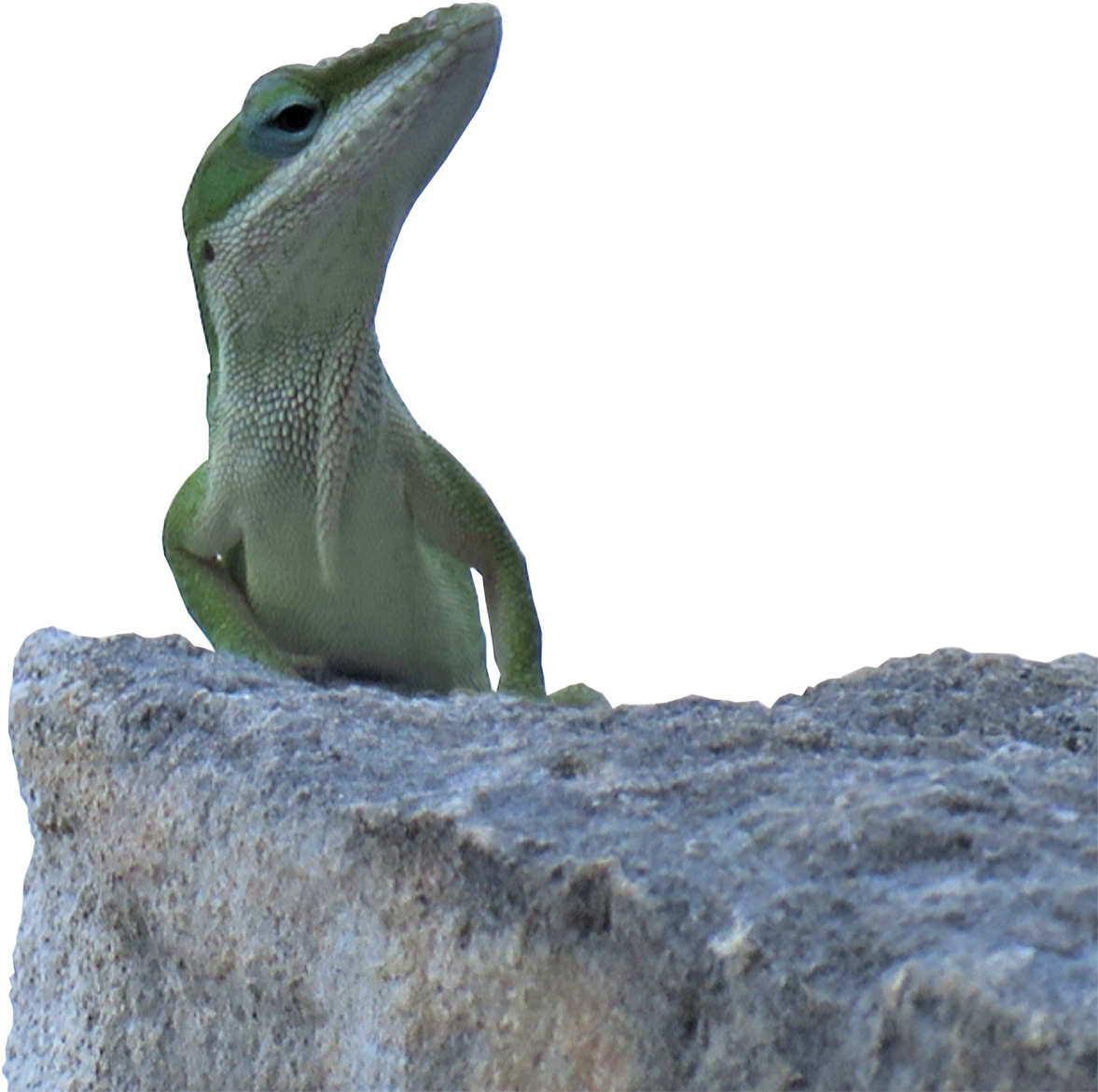 Download Tiny Dino - Carolina Anole - Full Size PNG Image - PNGkit