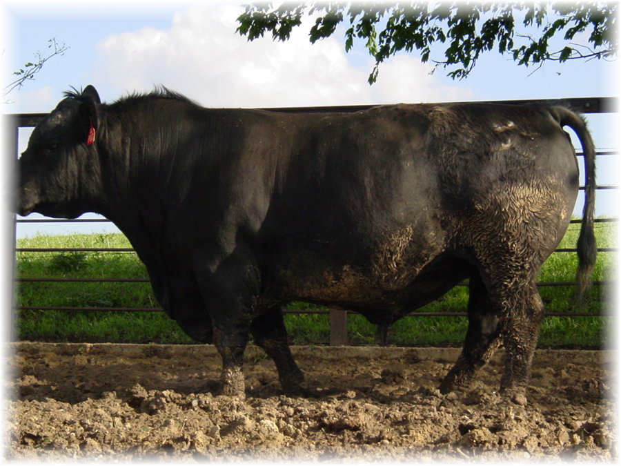 Download Bull Clipart Bull Angus Cattle Ox - Bull - Full Size PNG Image ...