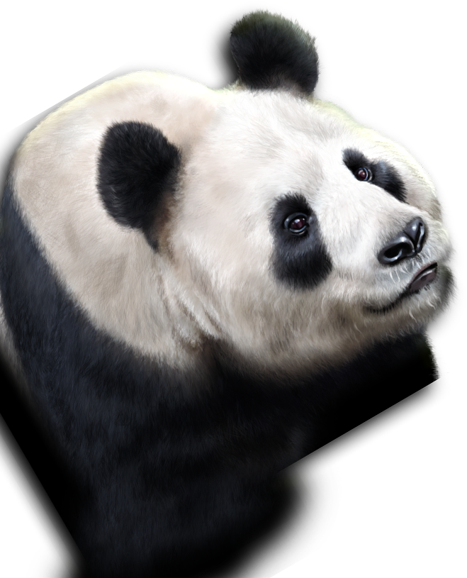 Download Pandas - Panda - Full Size PNG Image - PNGkit