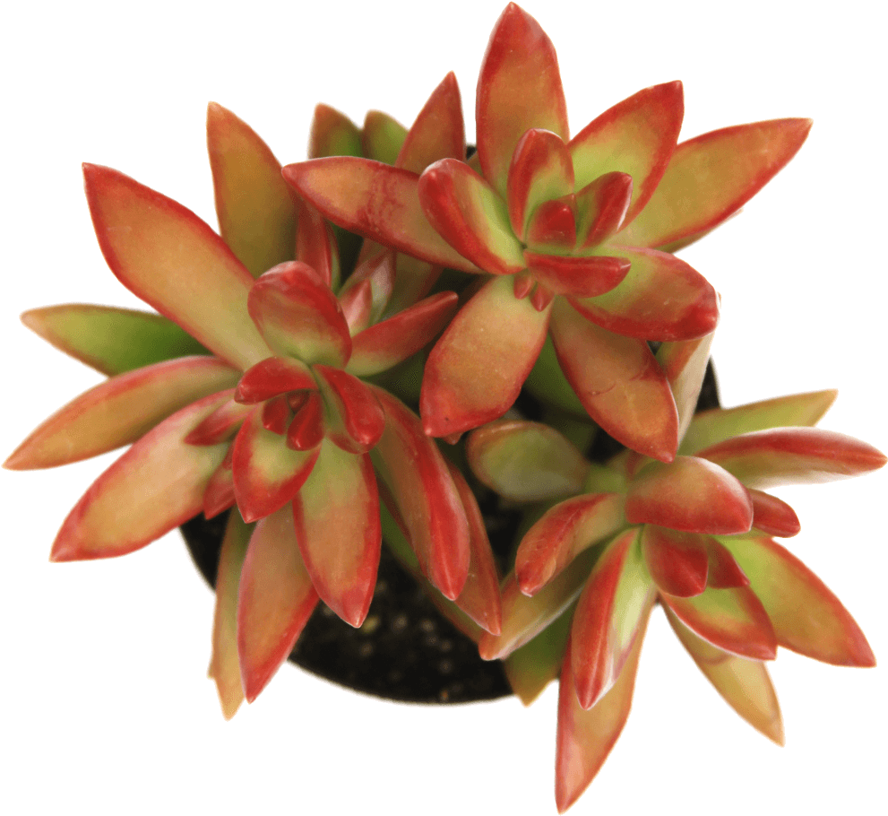 Download Sedum 'firestorm' - Stonecrop - Full Size PNG Image - PNGkit