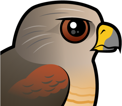 Download About The Red-shouldered Hawk - Hawk Cute Cartoon Png - Full ...