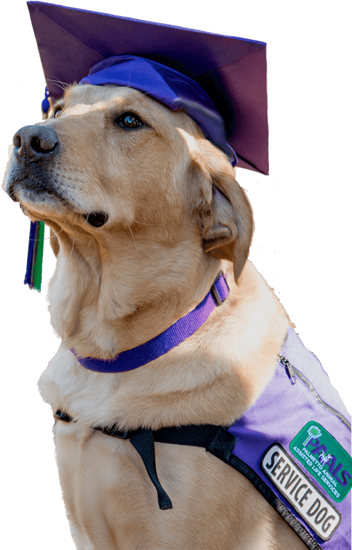 Download 2017 Graduation Gallery - Golden Retriever Service Dog - Full ...