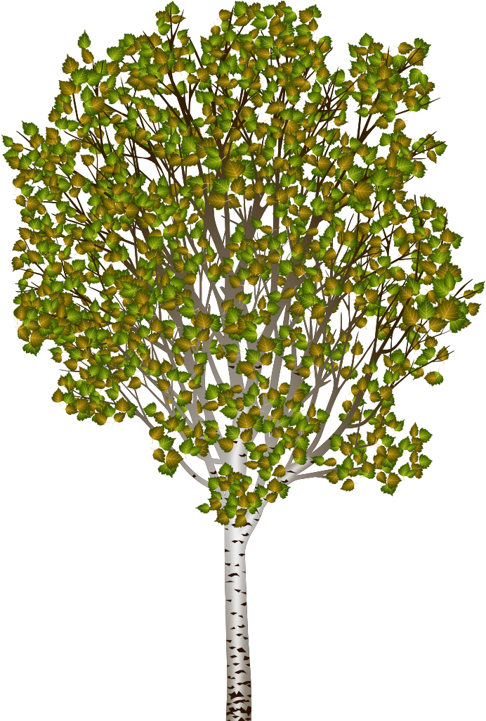 Download Puddle - River Birch - Full Size PNG Image - PNGkit