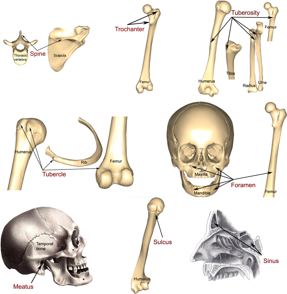 Download 6 Illustrations Of More Bone Markings - Fissure Bone Marking ...