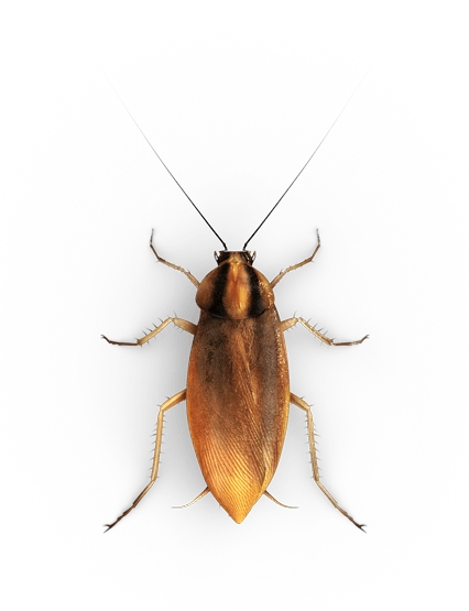 Download Small Roach - Full Size PNG Image - PNGkit