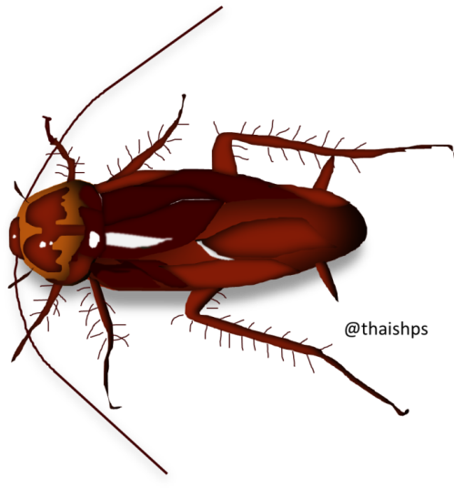 Download Cucaracha - Baranbaro Somali - Full Size PNG Image - PNGkit