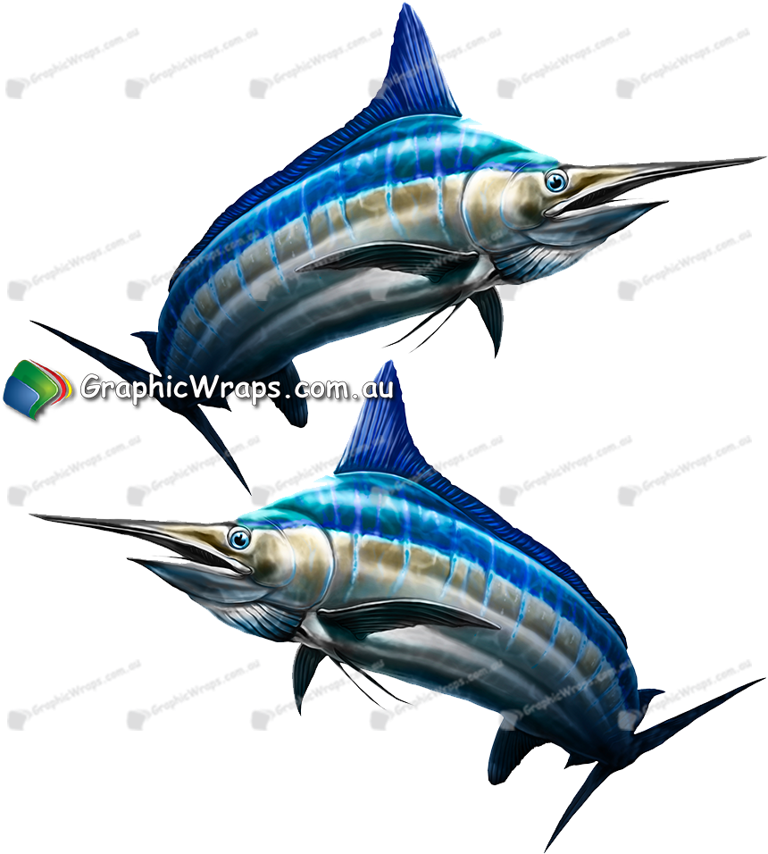 Download Marlin - Graphics - Full Size PNG Image - PNGkit