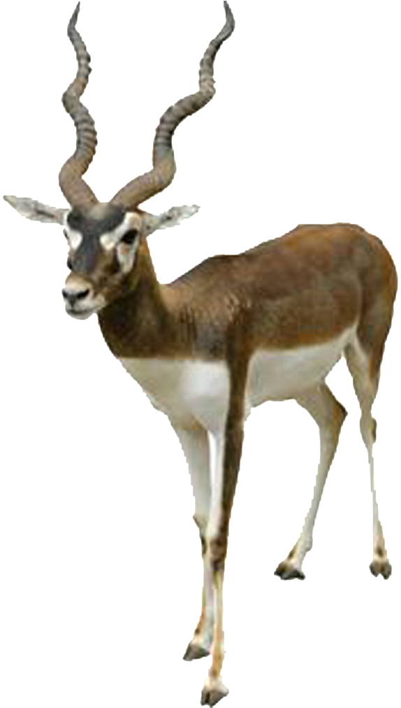Download Hd Beautiful Tibetan Antelope Static Png - Blackbuck Png ...