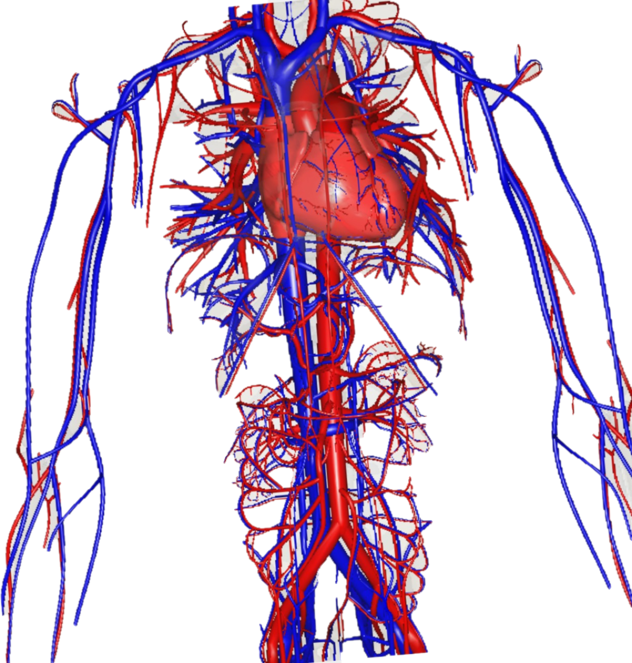 Download Green Screen & Biology Teaching - False Veins Of The Human ...