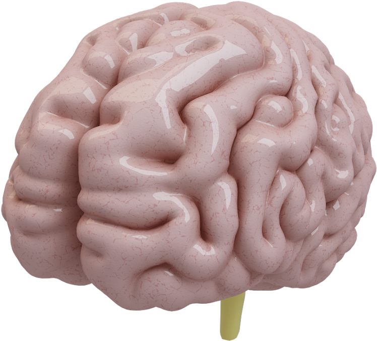 Download Human Brain 3d Model - Brain 3d Model Free - Full Size PNG ...