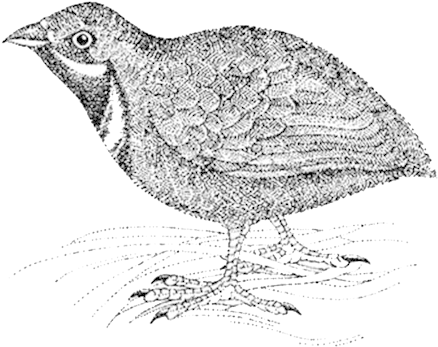 Download Filename - - Water Ouzel - Full Size PNG Image - PNGkit