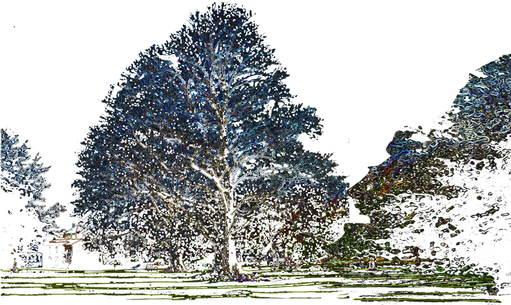 Download Neon Beech 3 Long - Red Pine - Full Size PNG Image - PNGkit