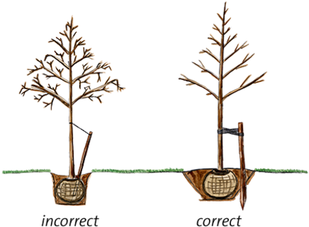 Download It's Better To Plant A Tree Too High Than Too Low - Trees ...