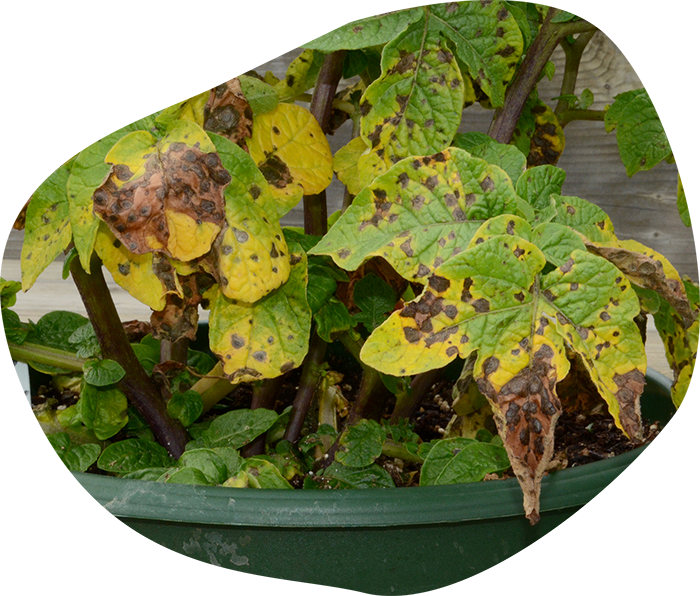 Download Commonly Know As Early Blight, Is A Disease Which Affects ...