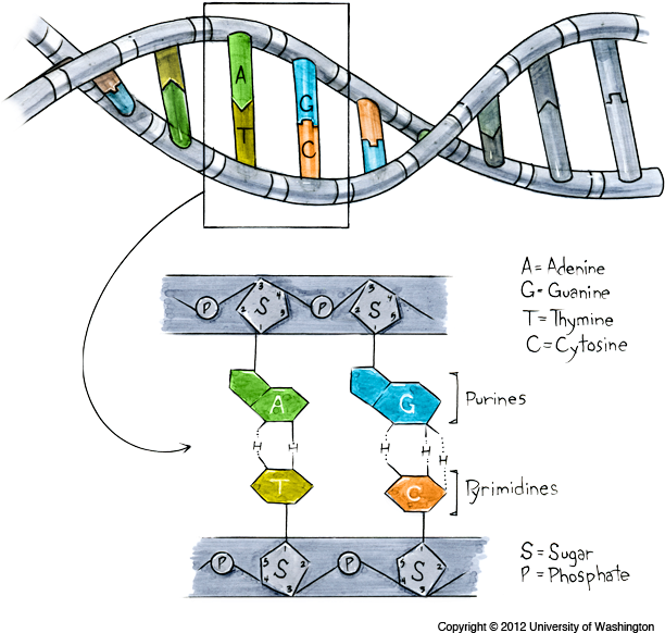 Download Genes Are Made Of Dna - Gen A Dna - Full Size PNG Image - PNGkit