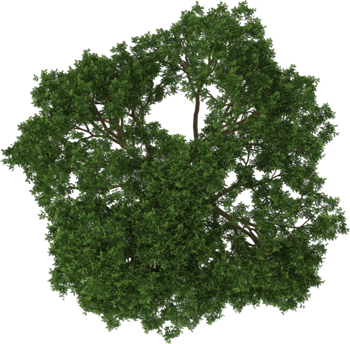 Download Arvores Png Planta - Arbustos Para Render - Full Size PNG ...