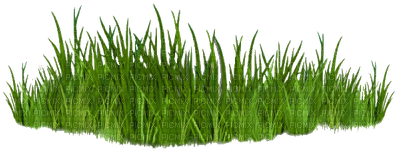 Download Grass - Grass And Trees Png - Full Size PNG Image - PNGkit