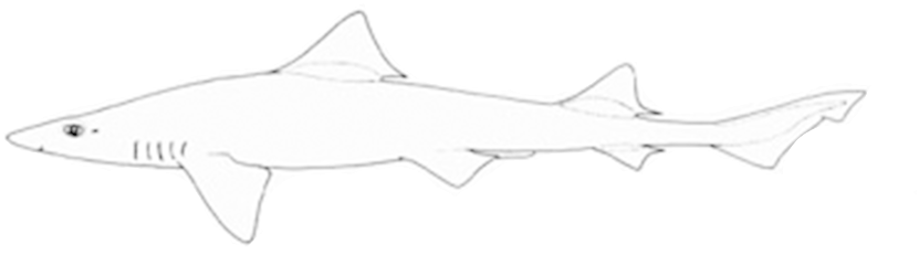 Download Smoothdogfish - Tiger Shark - Full Size PNG Image - PNGkit