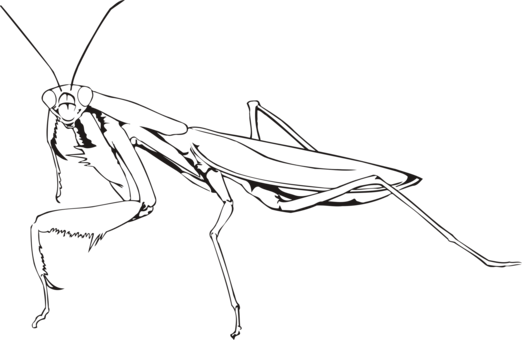 Download Insect European Mantis Drawing Chevrolet - Praying Mantis ...