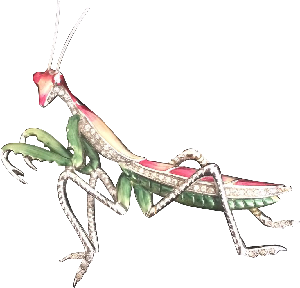 Download Preying Or Praying Mantis, Whichever Way You Spell - Mantidae ...