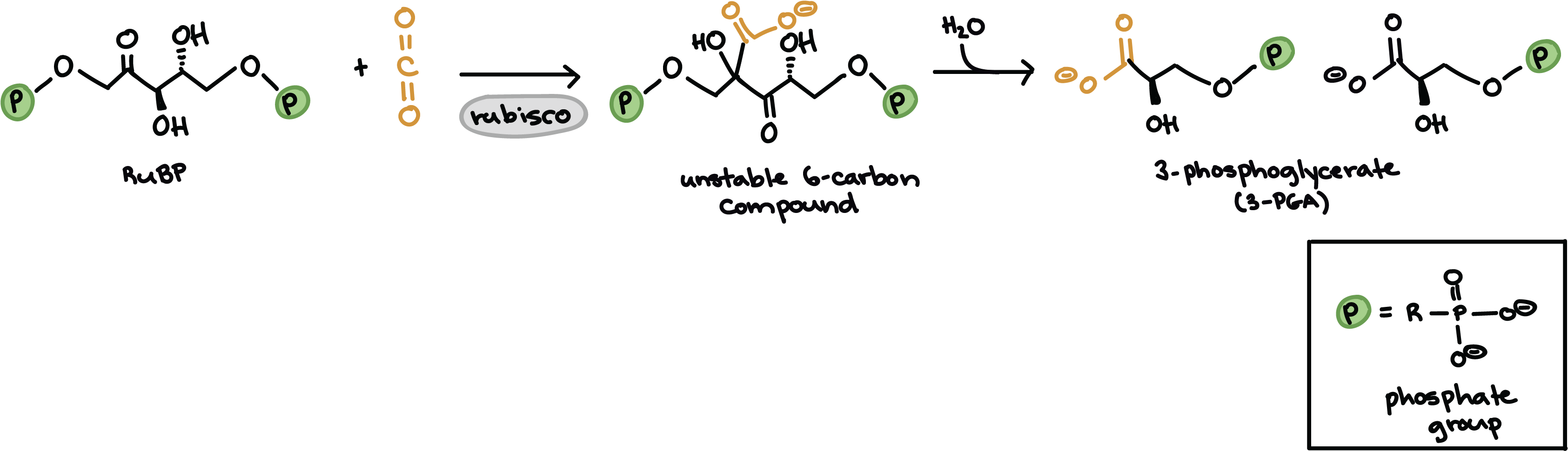 Download Transparent Diagram Showing The Molecular Structures Of Rubp And - 3 Pga Vs G3p - PNGkit