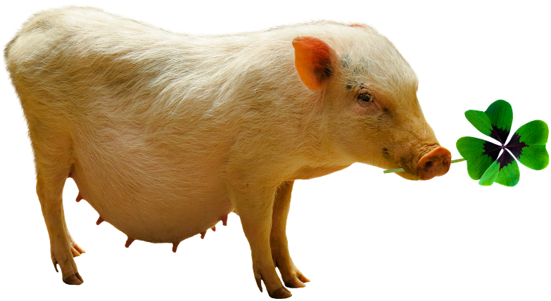 Download Emotions, Luck, Pig, Four Leaf Clover, Lucky Pig - Luck - Full ...