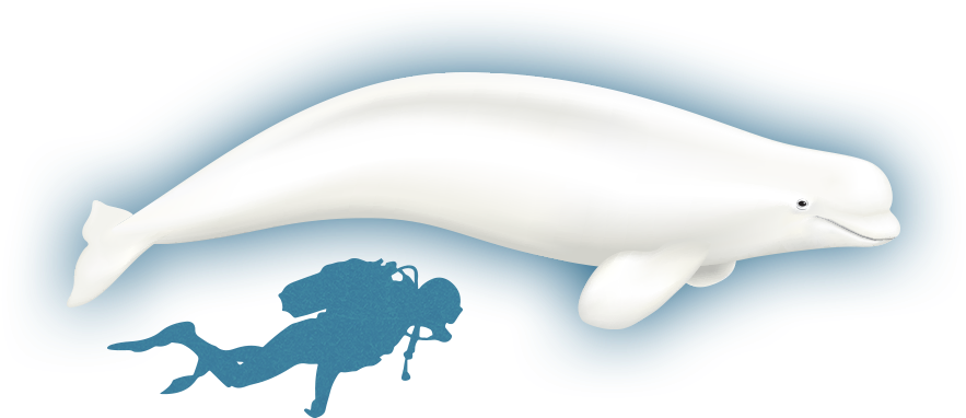 Download Wiki - Beluga Whale - Whales - Full Size PNG Image - PNGkit
