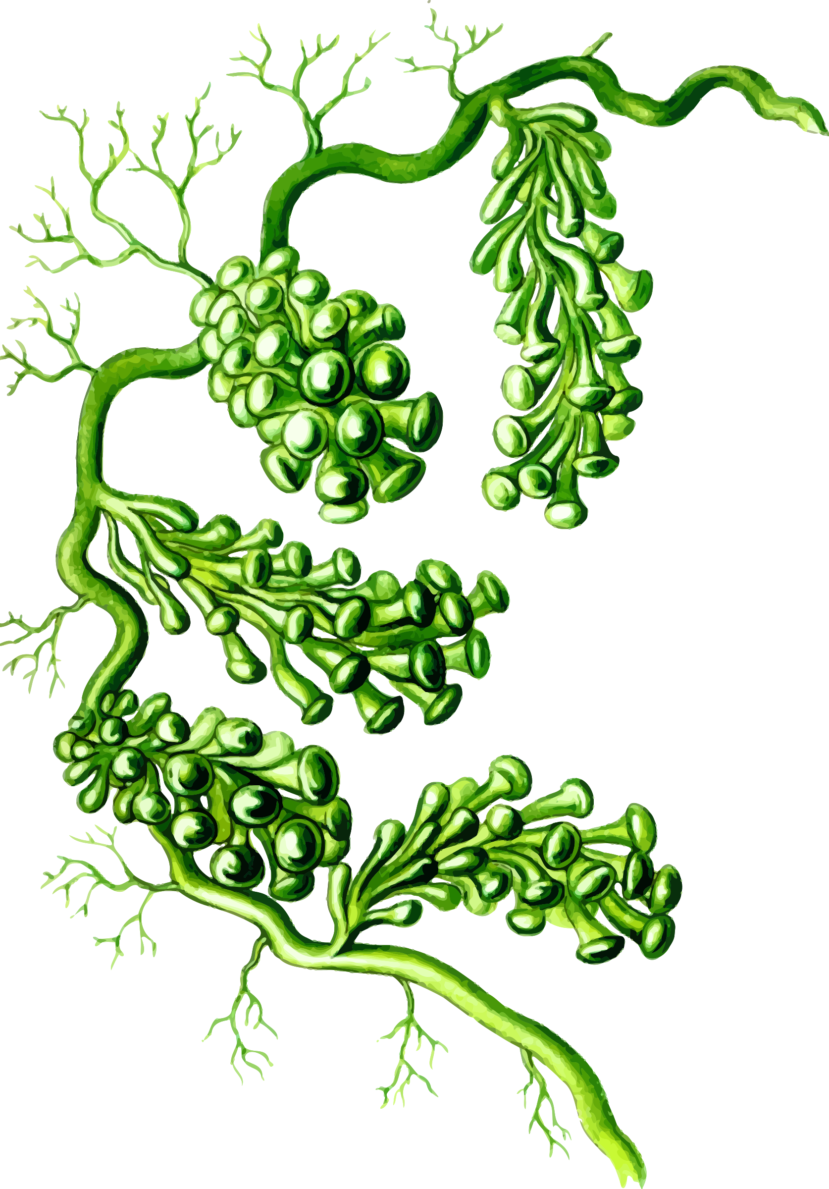 Download Caulerpa Racemosa Png - Full Size PNG Image - PNGkit