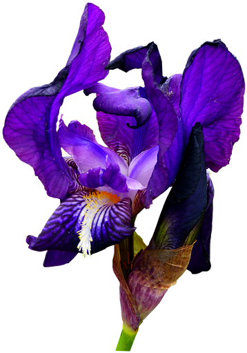 Download Iris, Blue, Flower, Garden, Nature, Botany, Petals - Blue ...