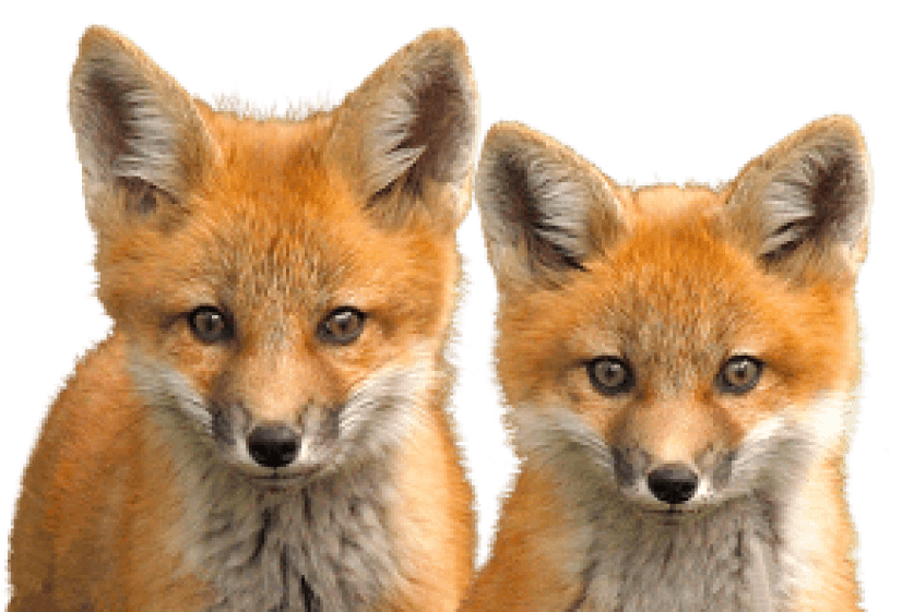 Download Free Png Fox Png Images Transparent - Fox - Full Size PNG ...