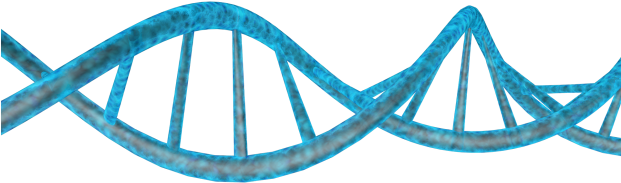 Download Transparent Double Strand Dna Png - PNGkit
