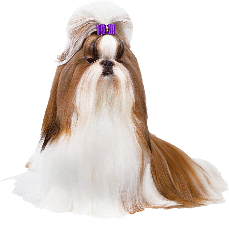 Download Shih Tzu - Shitizu Png - Full Size PNG Image - PNGkit